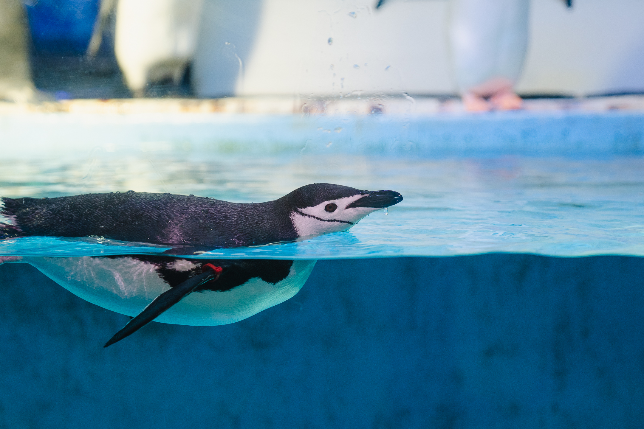 Learn to Understand and Interact with Penguins | Ski Egypt
