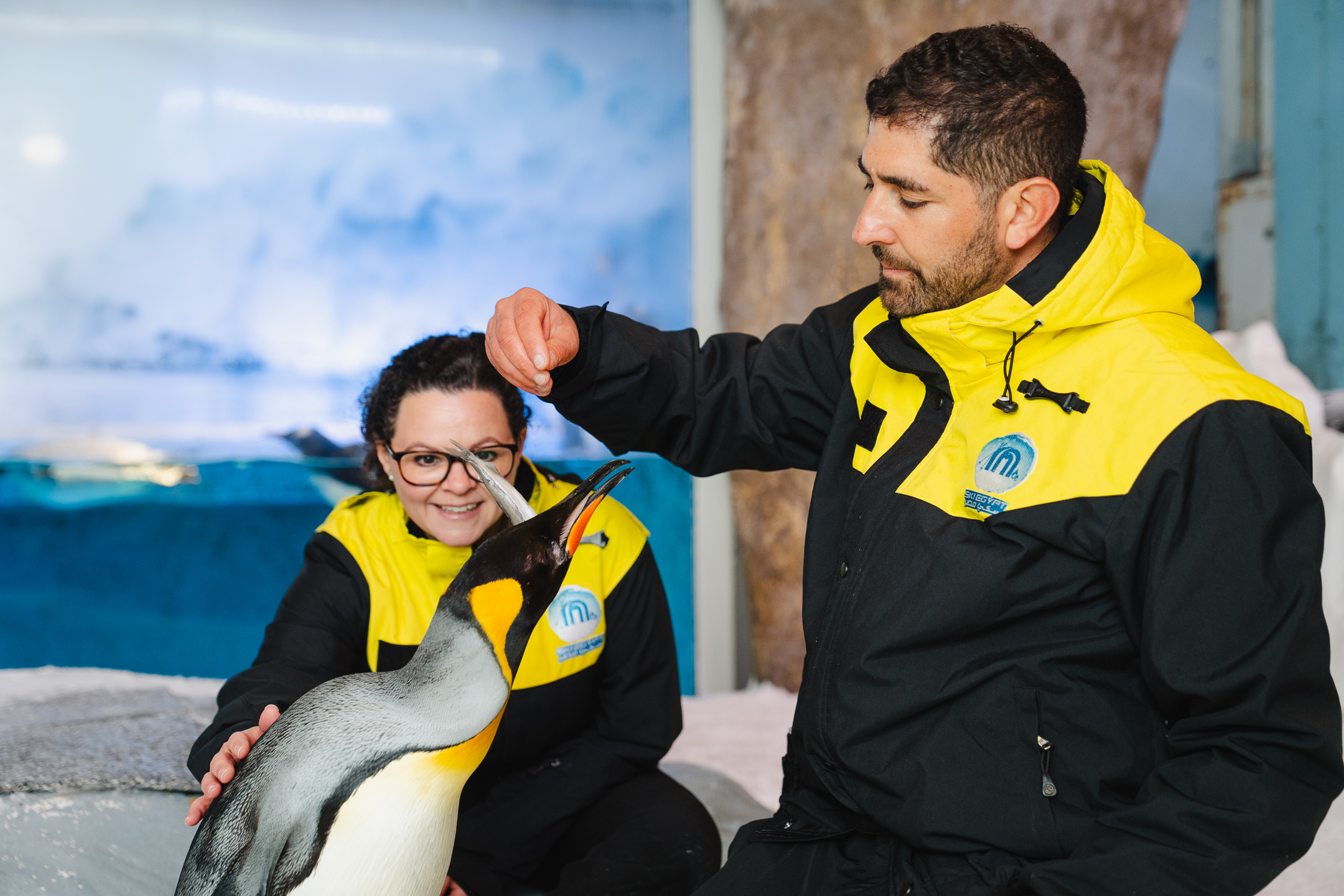 Learn to Understand and Interact with Penguins | Ski Egypt