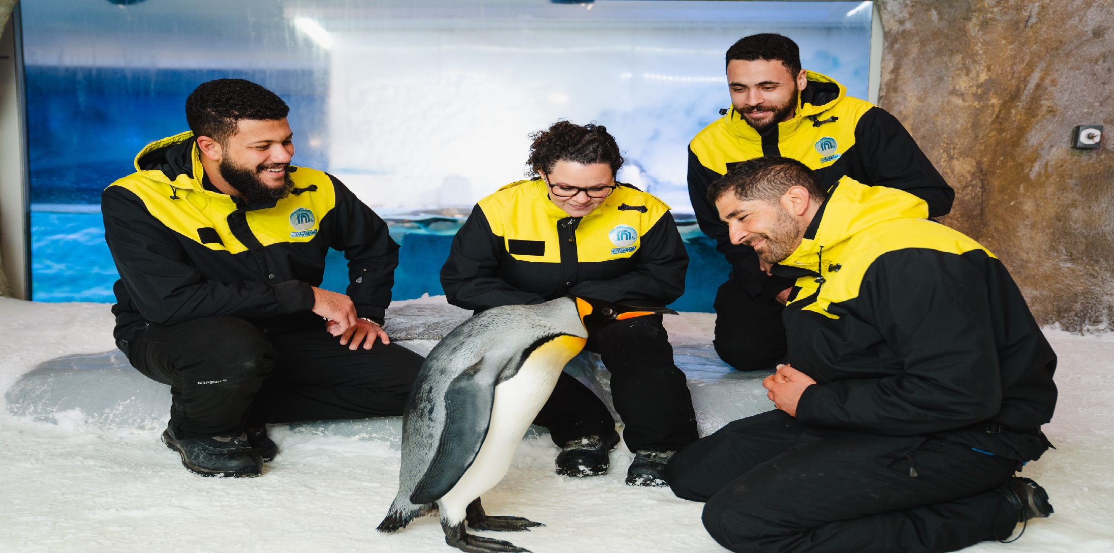 Learn to Understand and Interact with Penguins | Ski Egypt
