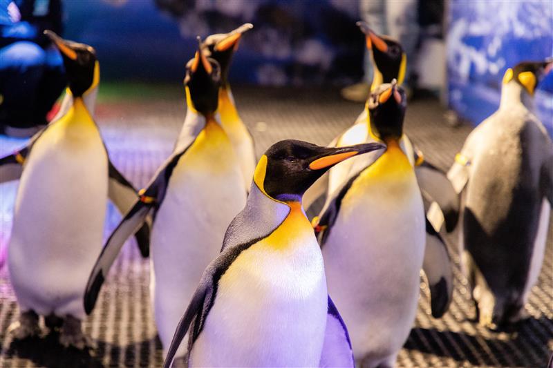 Ski Egypt Penguins Tickets, Packages & Information | Ski Egypt